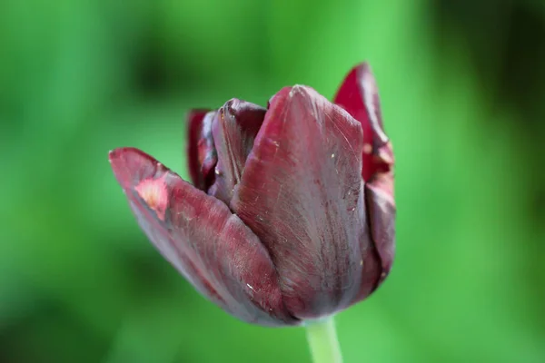 Tulipa Preta
