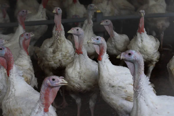 A flock of domestic turkeys on a farm. Close-up - Stock Image - Everypixel