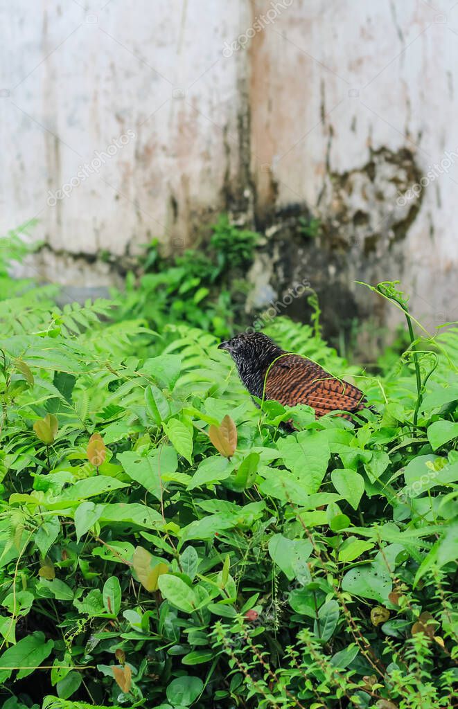 Vista de cerca de un ave coucal mayor joven. Bubut Besar es una especie ...