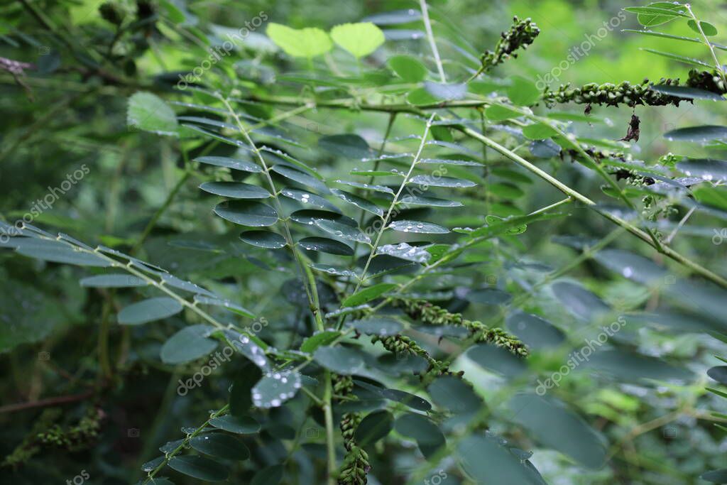 Amorpha fruticosa in the rainy forest 2022