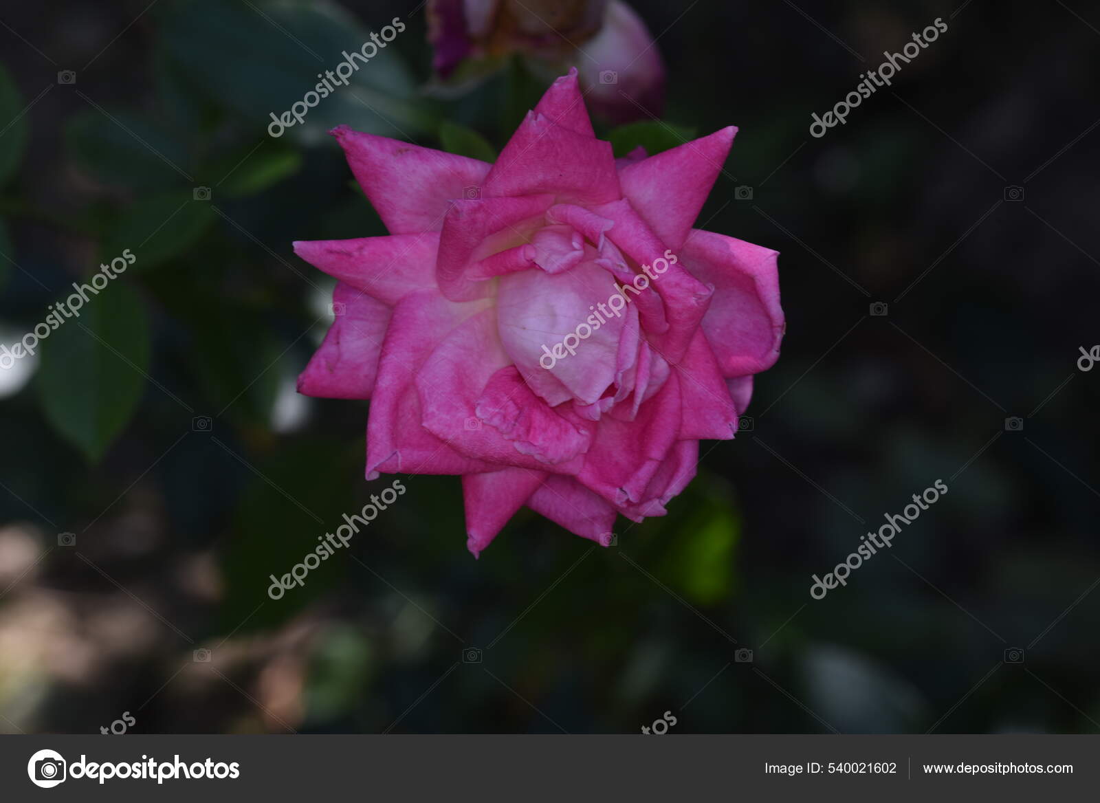 Pink Rose Means Happiness Grace Sweet Joy Being Flower Gentle — Stock ...