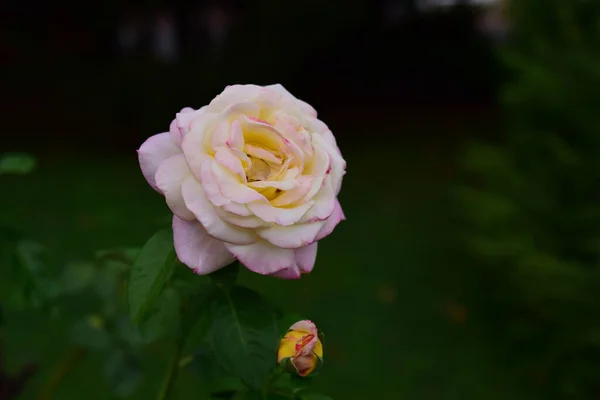 Natural rose Stock Photos, Royalty Free Natural rose Images | Depositphotos