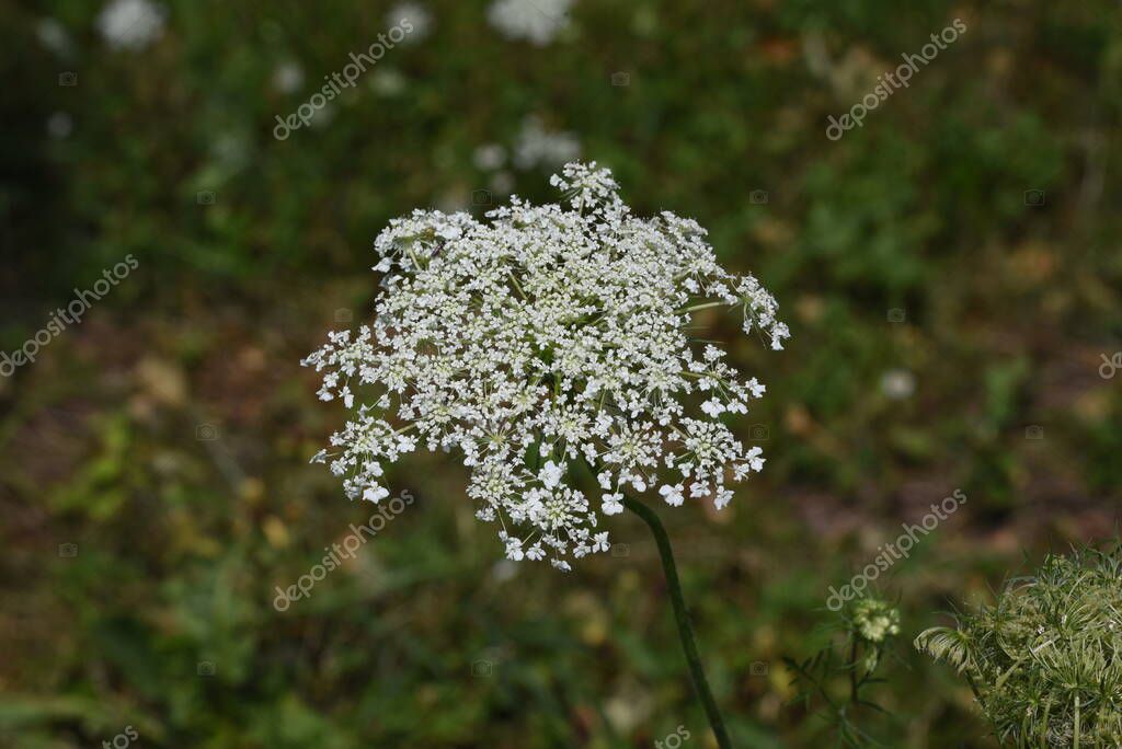 Ammi Visnaga o eneldo silvestre es una planta herbácea anual, con ...