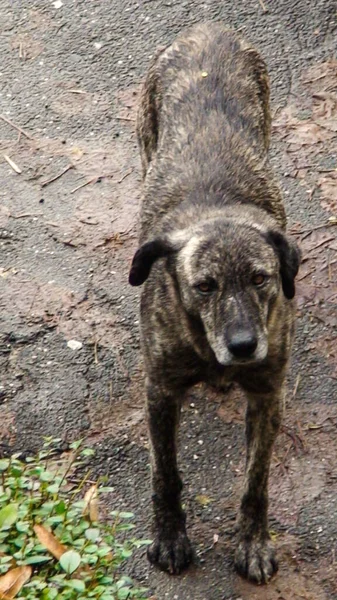 Puede Un Perro Vencer A Una Hiena