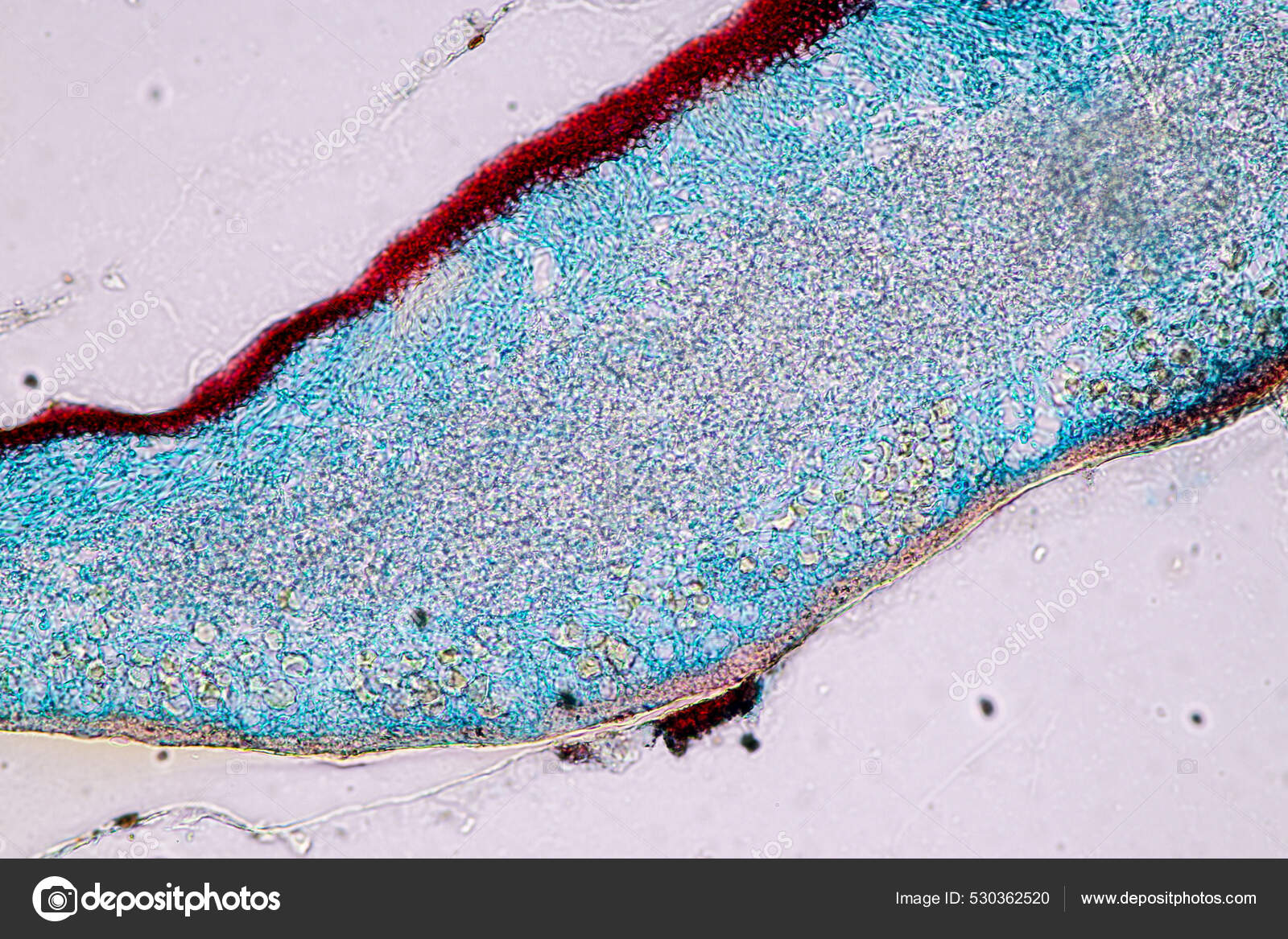 Lichen Thallus Microscope Lichen, Hyphae And Symbiotic Algae Under The