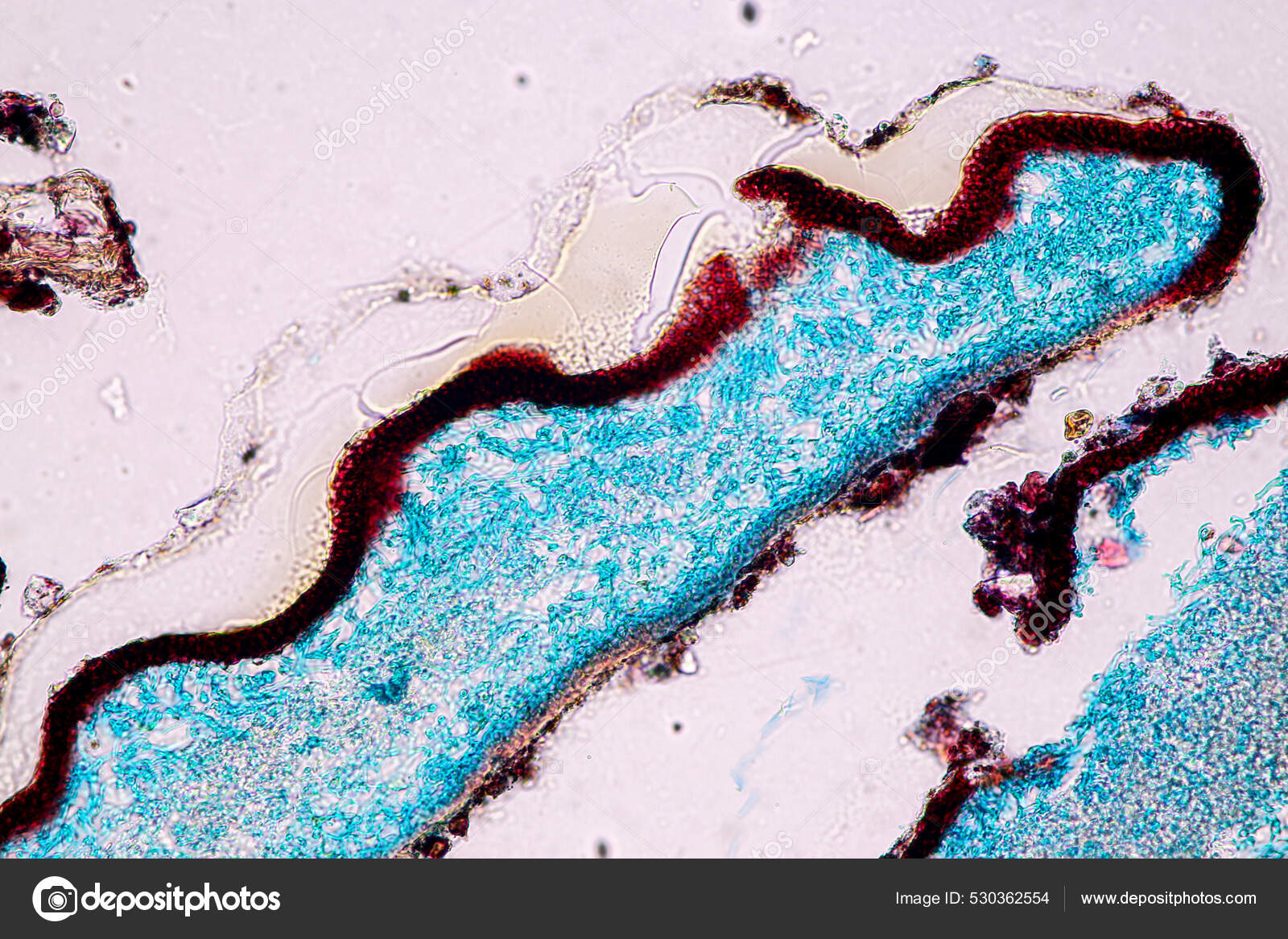 Microscopio De Liquen