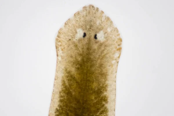 Nasal sample Stock Photos, Royalty Free Nasal sample Images | Depositphotos