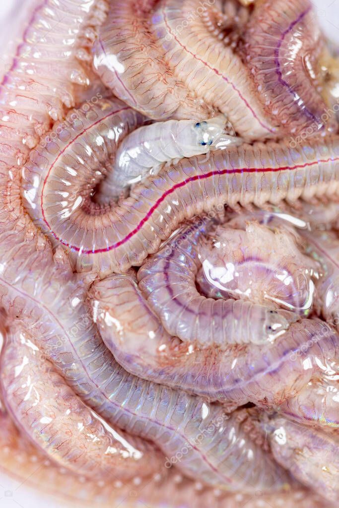 Gusano de arena (Perinereis sp.) es la misma especie que los gusanos de ...