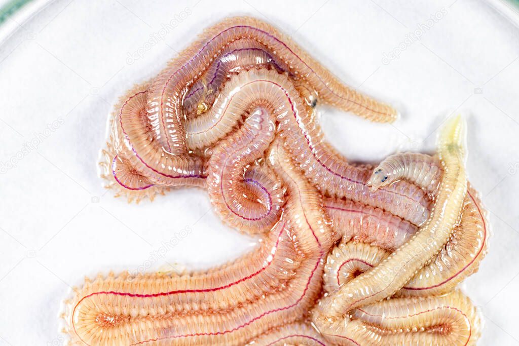 Gusano de arena (Perinereis sp.) es la misma especie que los gusanos de ...