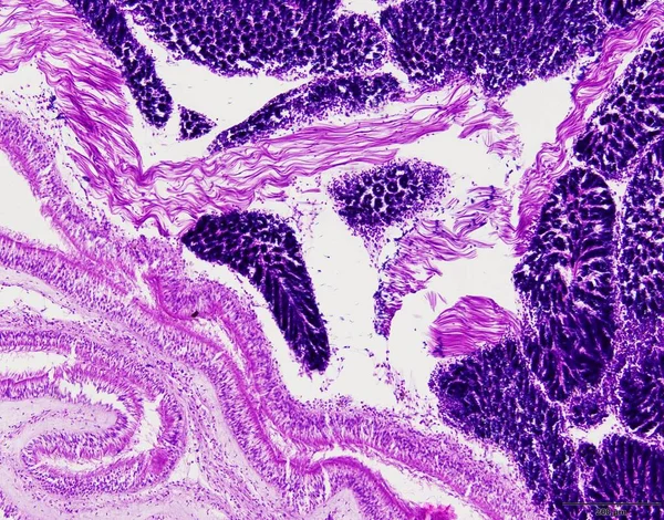 Animal tissue samples under the microscope in Lab. - Stock Image ...