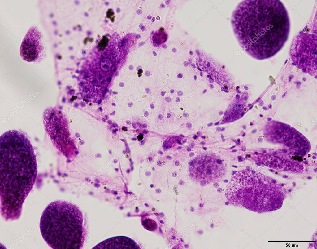 Muestras de tejido animal bajo el microscopio en el laboratorio. 2025