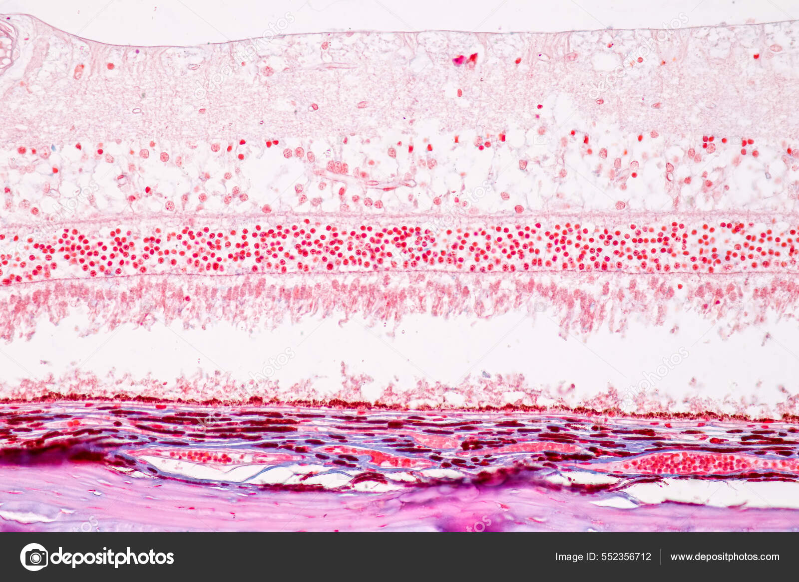 Retina Human Microscope — Stock Photo © p.thongdumhyu #552356712