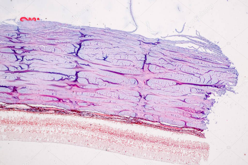 Retina humana bajo el microscopio. 2024