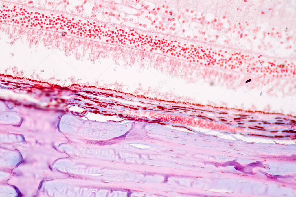 Retina humana bajo el microscopio. 2024