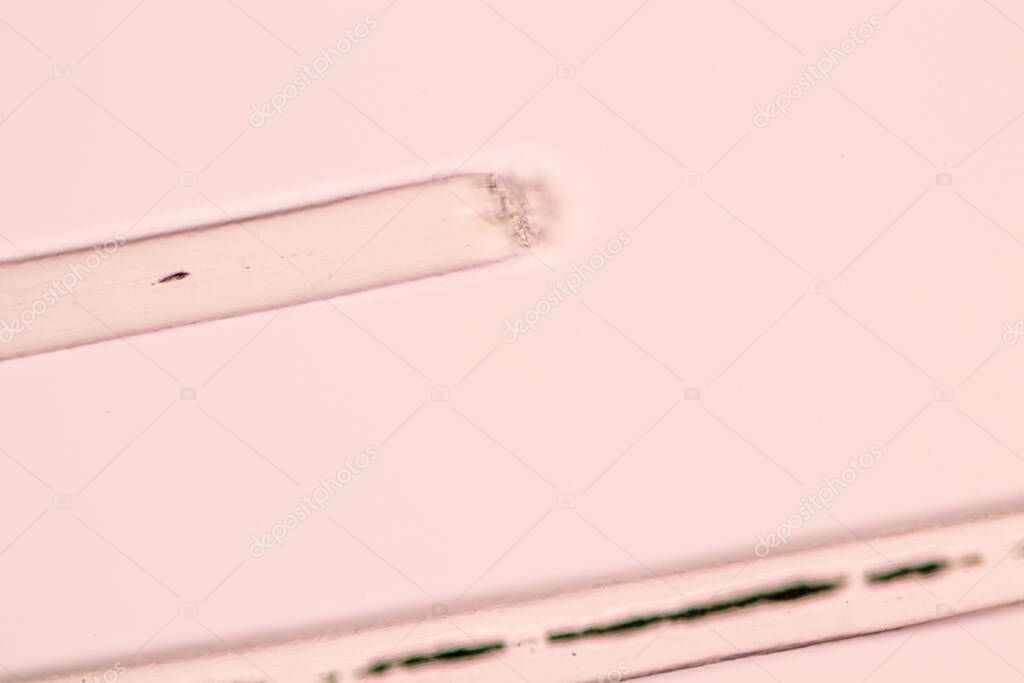 Características de Célula capilar humana bajo el microscopio ver para ...