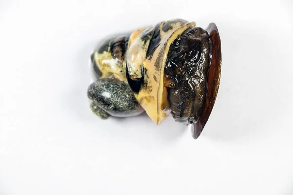 Structure Giant African Snail Laboratory Stock Photo by ©p.thongdumhyu ...