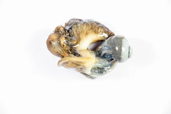 Structure Giant African Snail Laboratory Stock Photo by ©p.thongdumhyu ...