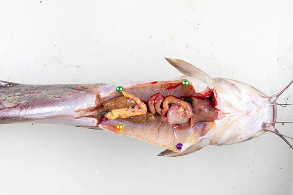 Fish testis Stock Photos, Royalty Free Fish testis Images | Depositphotos