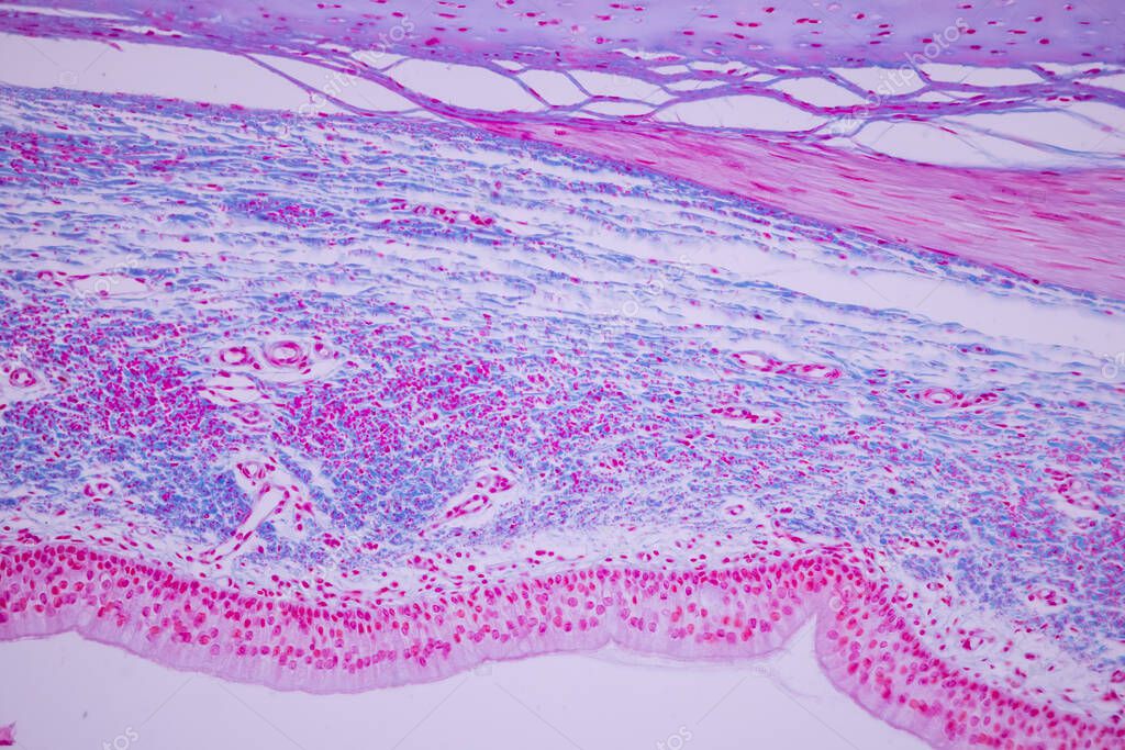 Epitelio del ser humano al microscopio en el laboratorio. 2024