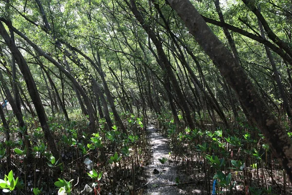 Conservation of mangrove forests Stock Photos, Royalty Free ...