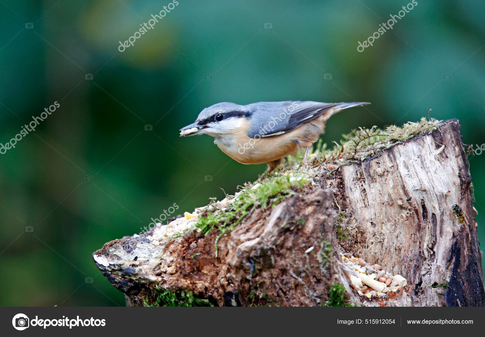 Nuthatch Caching Seeds Nuts Woods — Stock Photo © wildlifepirate #515912054