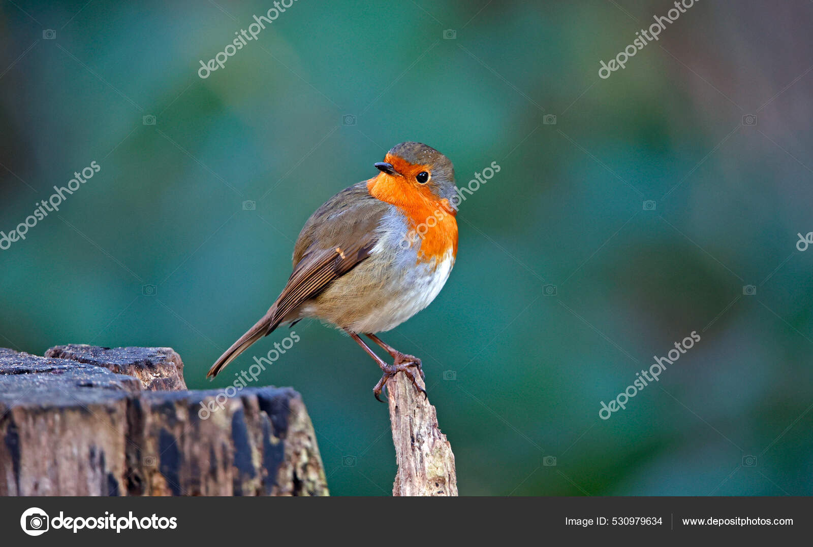 Eurasian Robin Perched Log Woods — Stock Photo © wildlifepirate #530979634