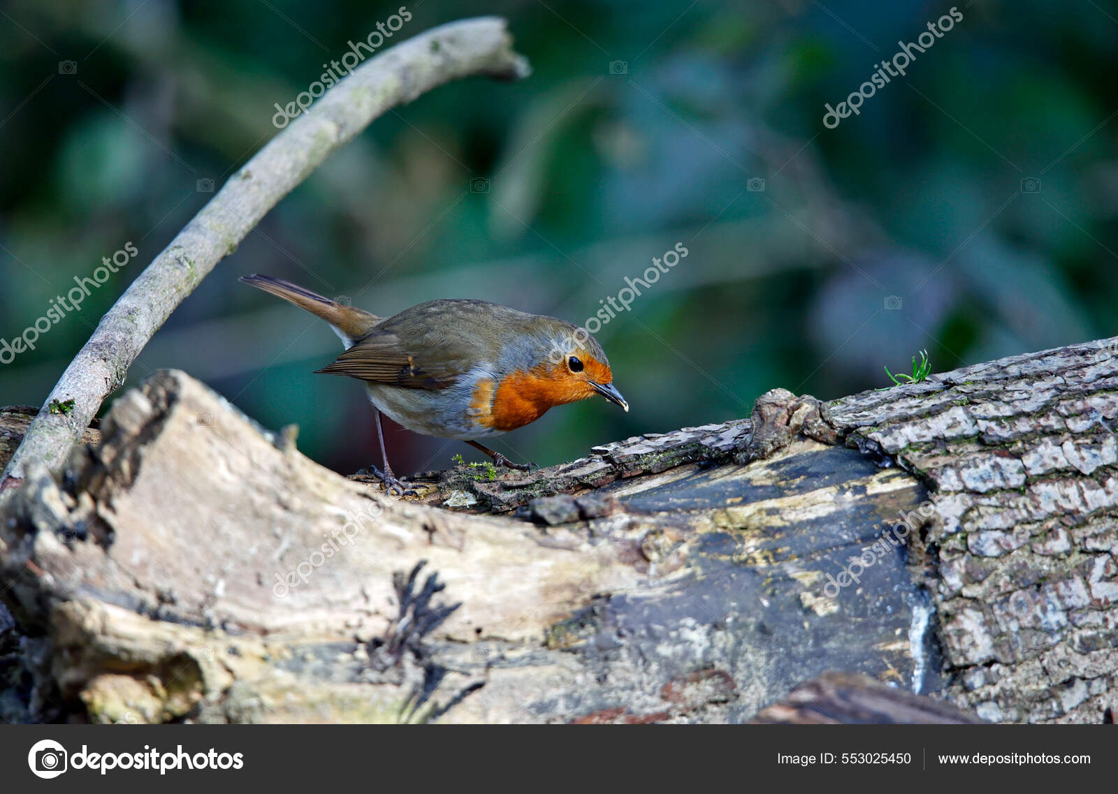 Eurasian Robin Hunting Grubs Insects — Stock Photo © wildlifepirate ...