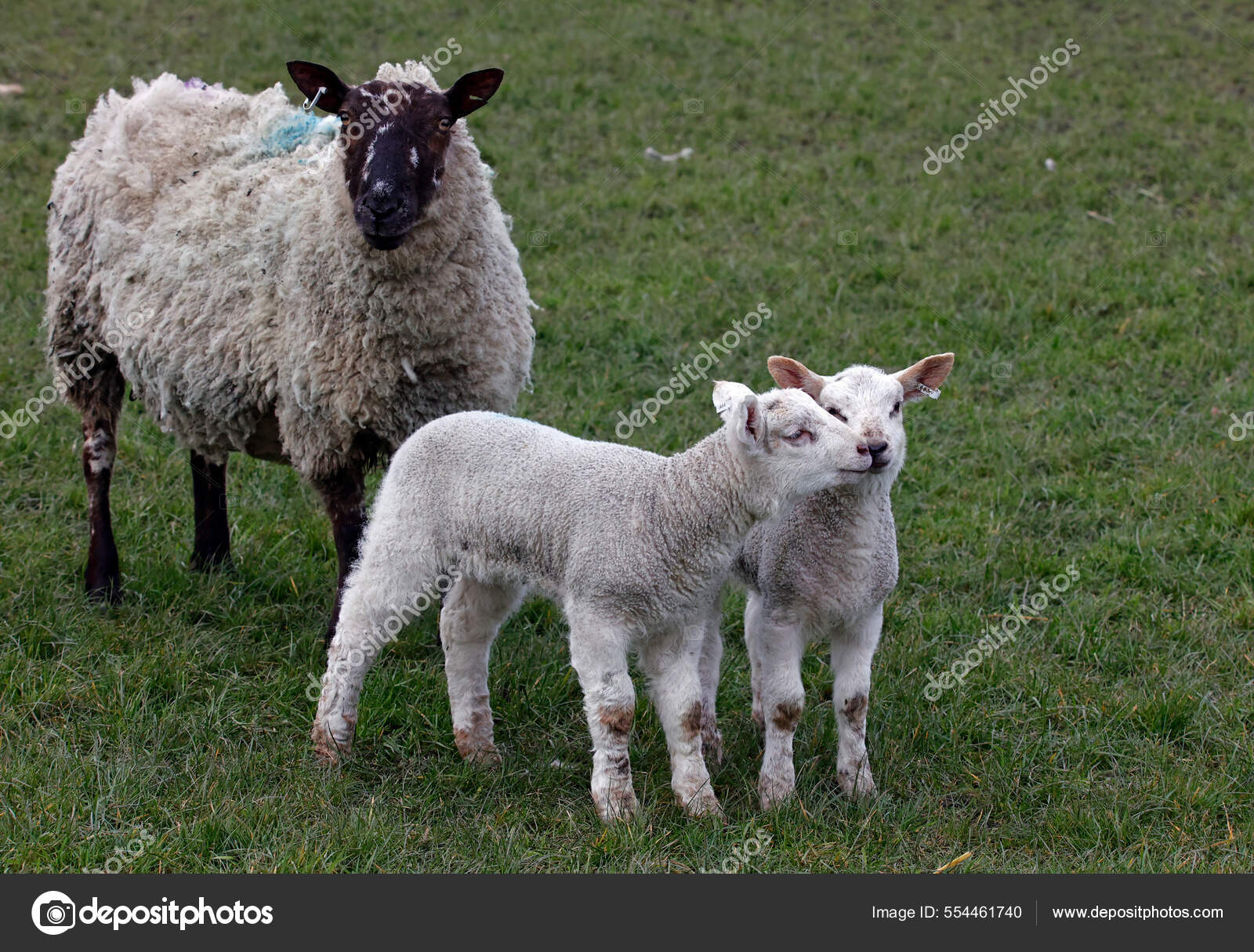 New Born Lambs Farm — Stock Photo © wildlifepirate #554461740