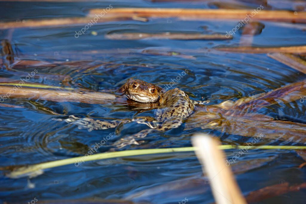 Sapos comunes en el estanque durante la temporada de reproducción. 2022