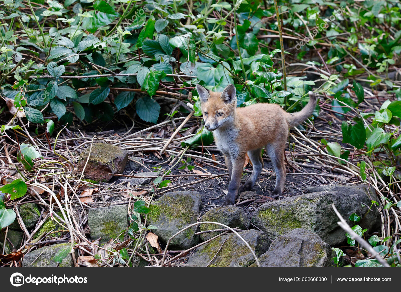 Fox Cubs Playing Den — Stock Photo © wildlifepirate #602668380