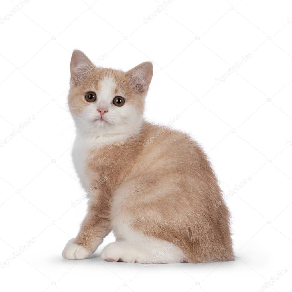 Adorable gatito gato sin cola Manx, sentado de lado maneras. Mirando ...