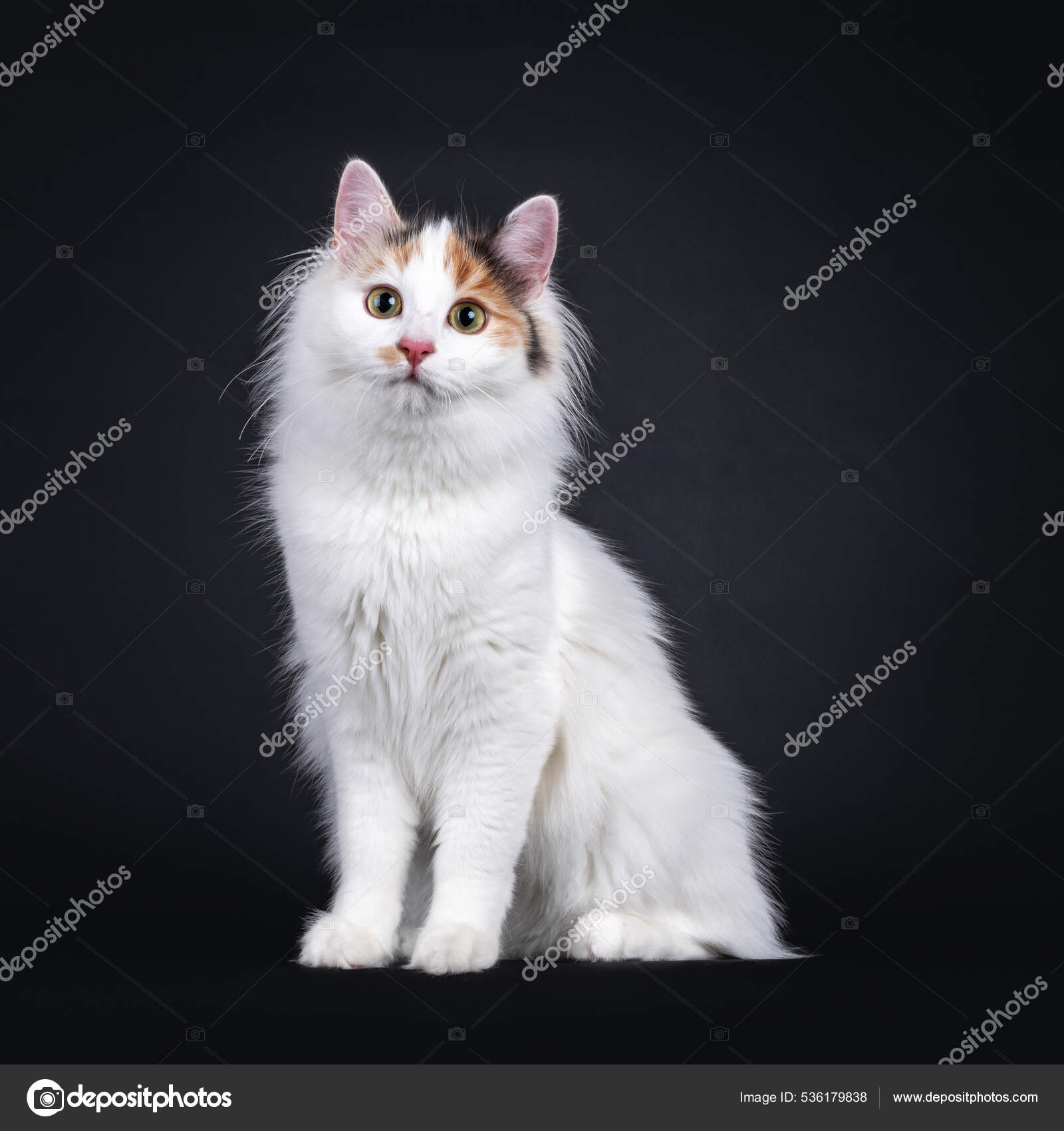 Turkish Van Kedisi