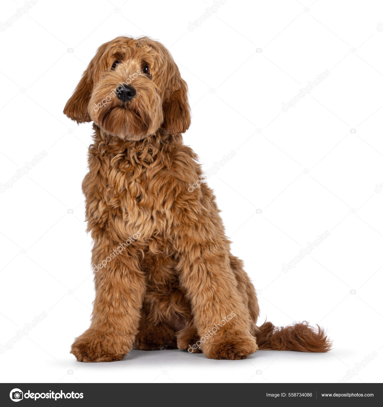 Red And White Labradoodle