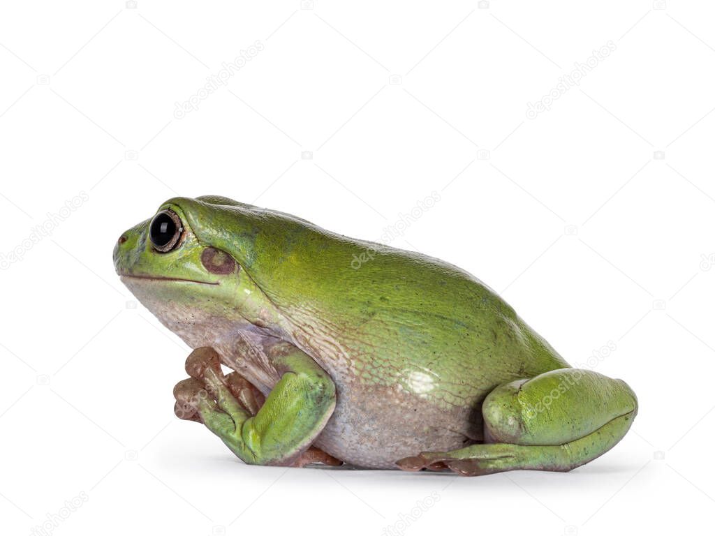 Rana arbórea verde alias Ranoidea caerulea, sentada de lado. Mirando ...