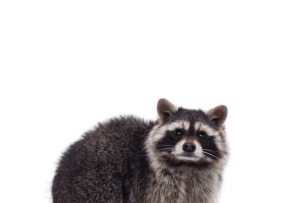 La raza maine coon Stock Photos, Royalty Free La raza maine coon Images ...