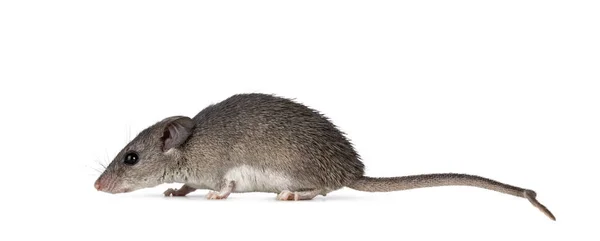 African dwarf dormouse Stock Photos, Royalty Free African dwarf ...