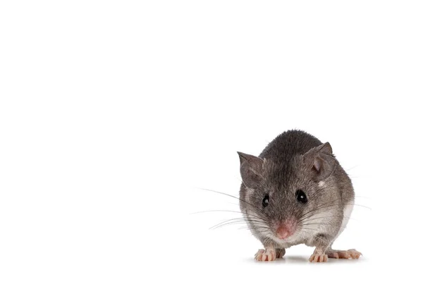 Cara de ratón fotos de stock, imágenes de Cara de ratón sin royalties ...