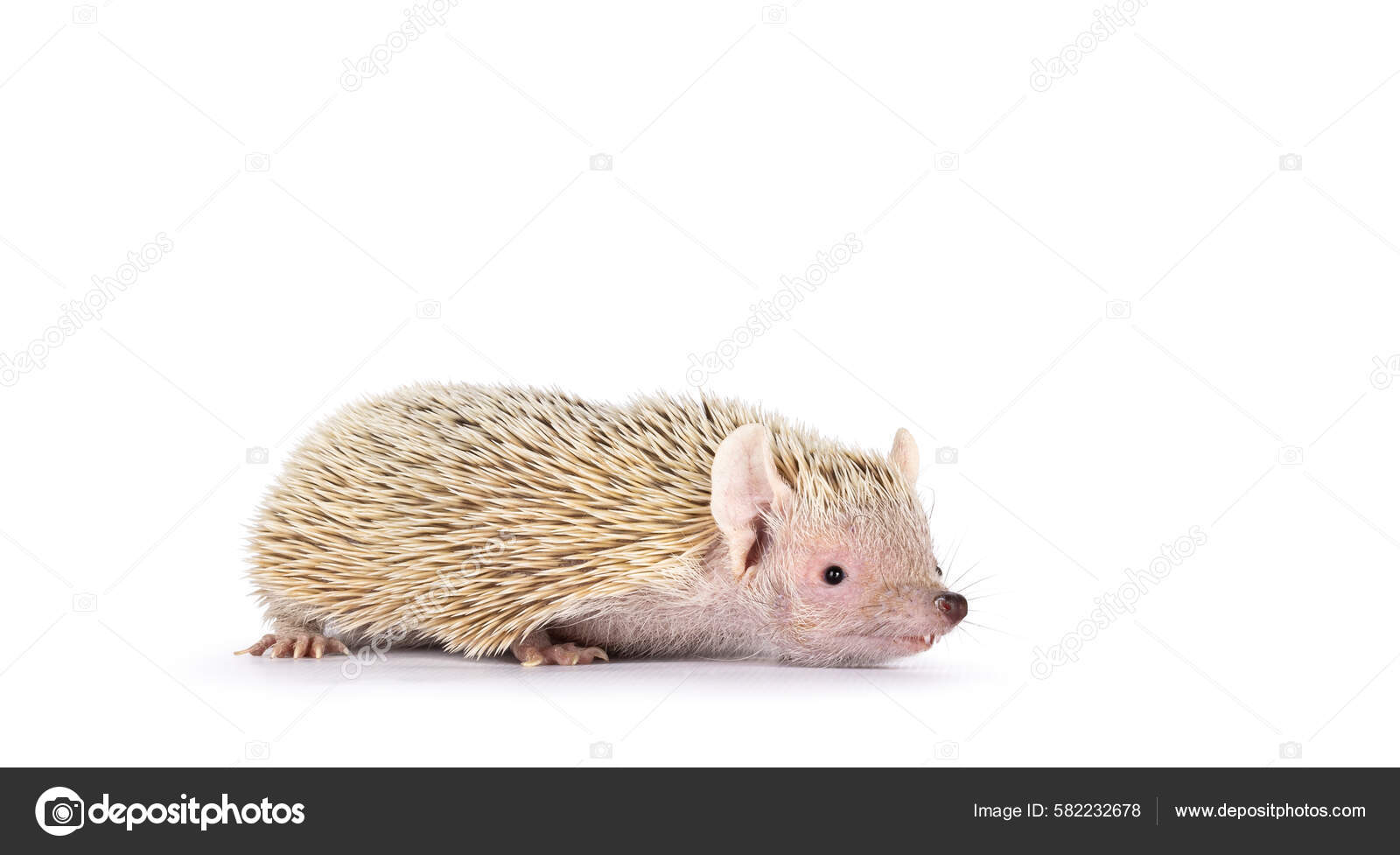 Cute Tenrec Walking Side Ways Isolated White Background Stock Photo by ...