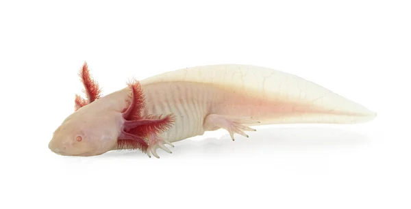 Axolotl Stock Photos, Royalty Free Axolotl Images | Depositphotos
