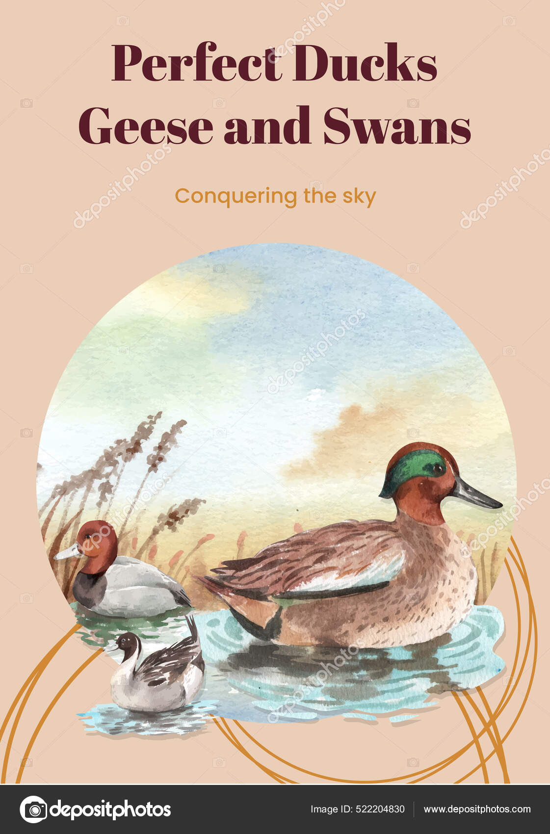 Poster Template Duck Swan Concept Watercolor Styl Stock Vector Image by ...