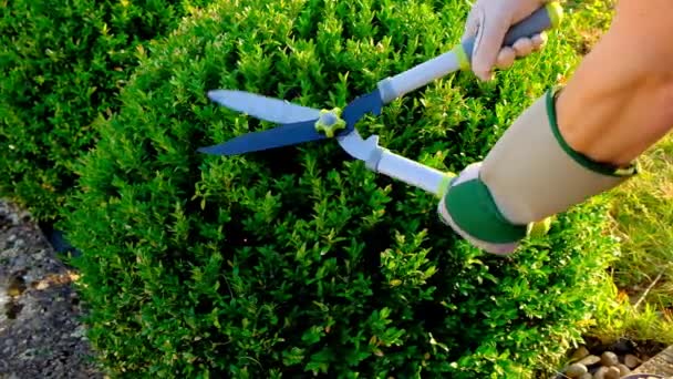 Boxwood Pruning Topiary Pruning Boxwood Slow Motion Plant Pruning ...