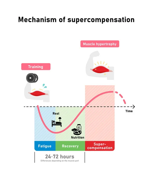 Supercompensation Vector Art Stock Images | Depositphotos