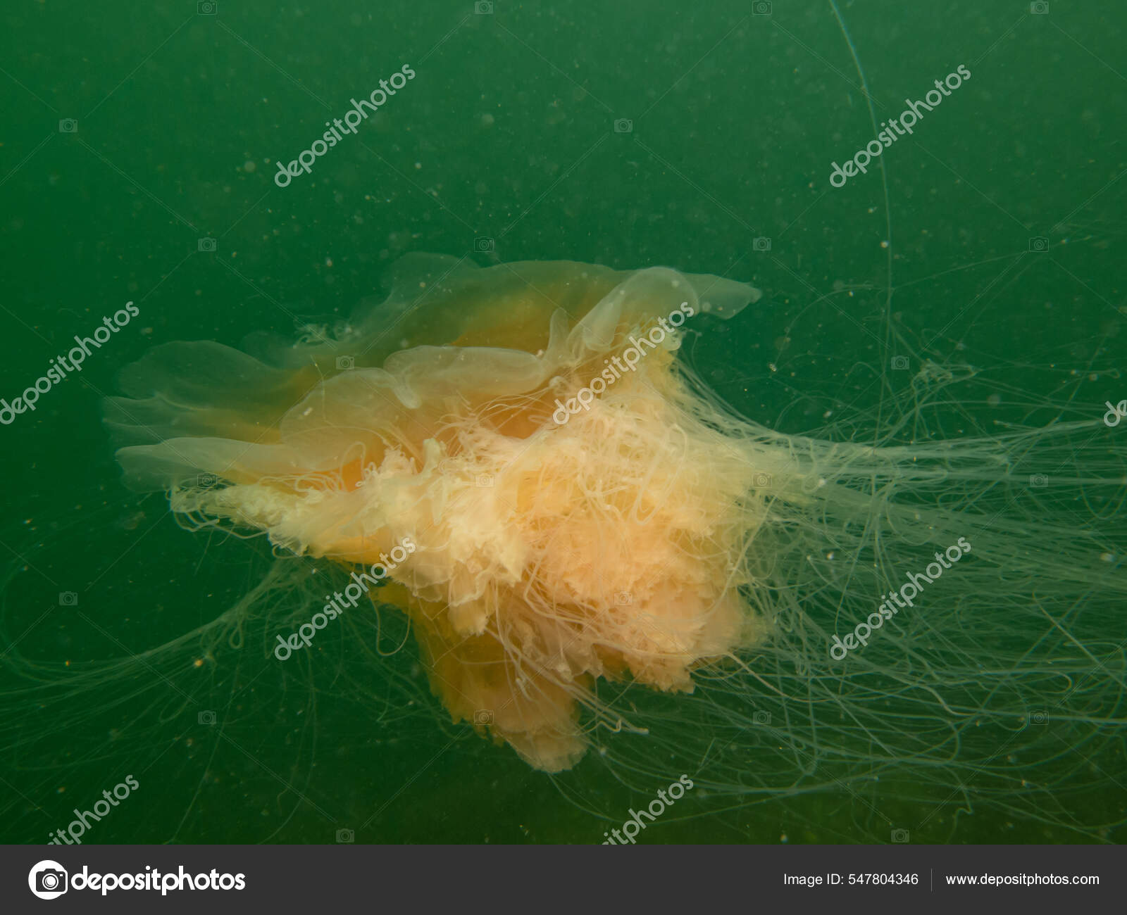 Giant Jellyfish Invasion