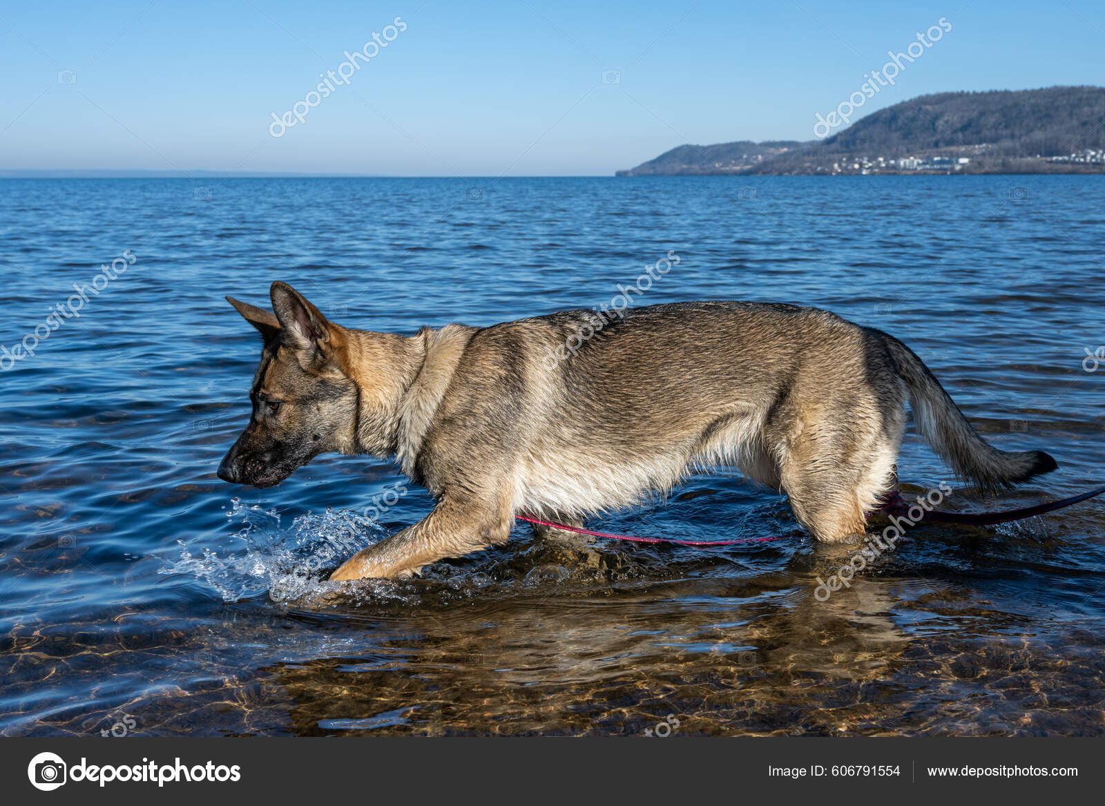 Blue Sable German Shepherd