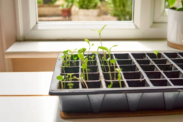 plántulas de plantas que crecen en una bandeja de propagación 2024