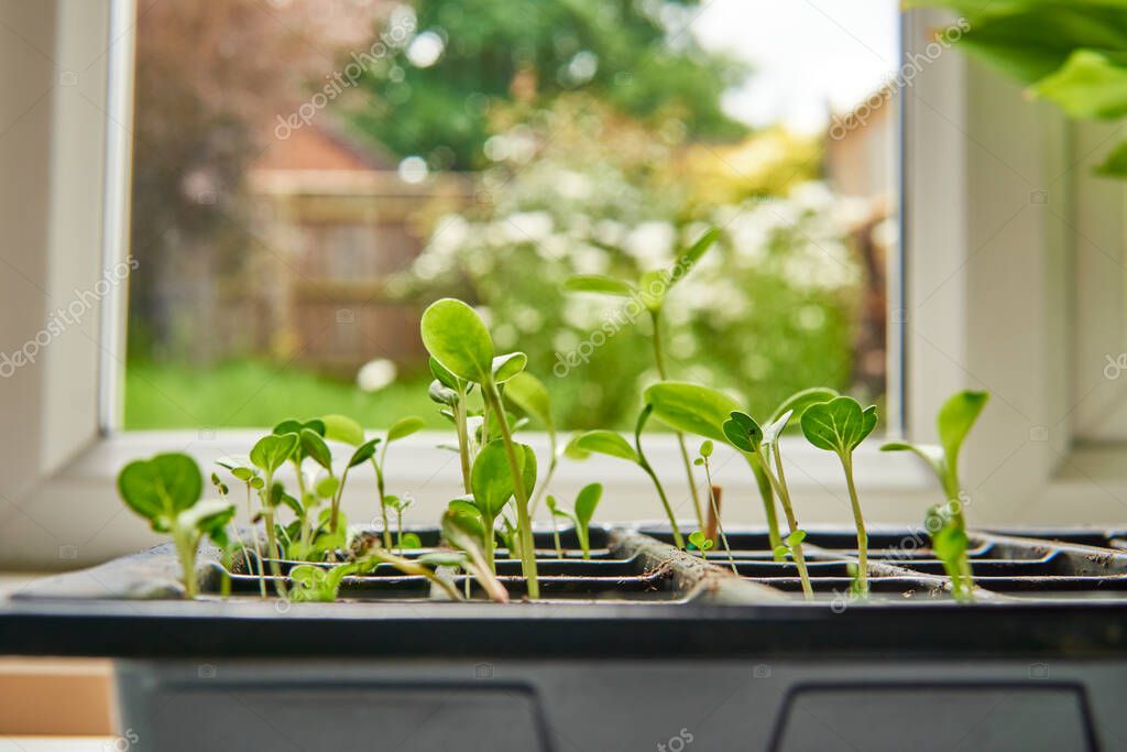 Las plantas jóvenes mezclan plántulas que crecen en una bandeja de propagación cerca de la ...