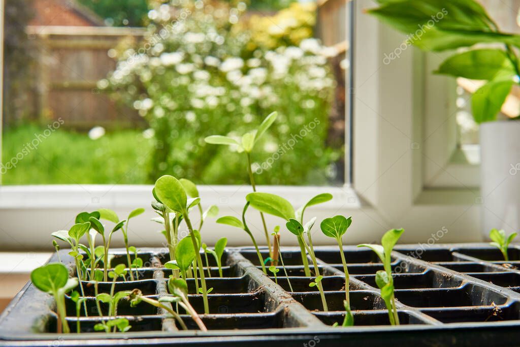 Las plantas j venes mezclan pl ntulas que crecen en una bandeja de propagaci n cerca de la ...