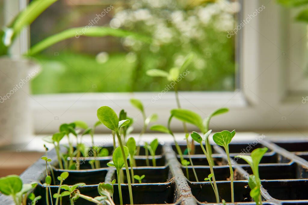 Las plantas jóvenes mezclan plántulas que crecen en una bandeja de propagación cerca de la ...