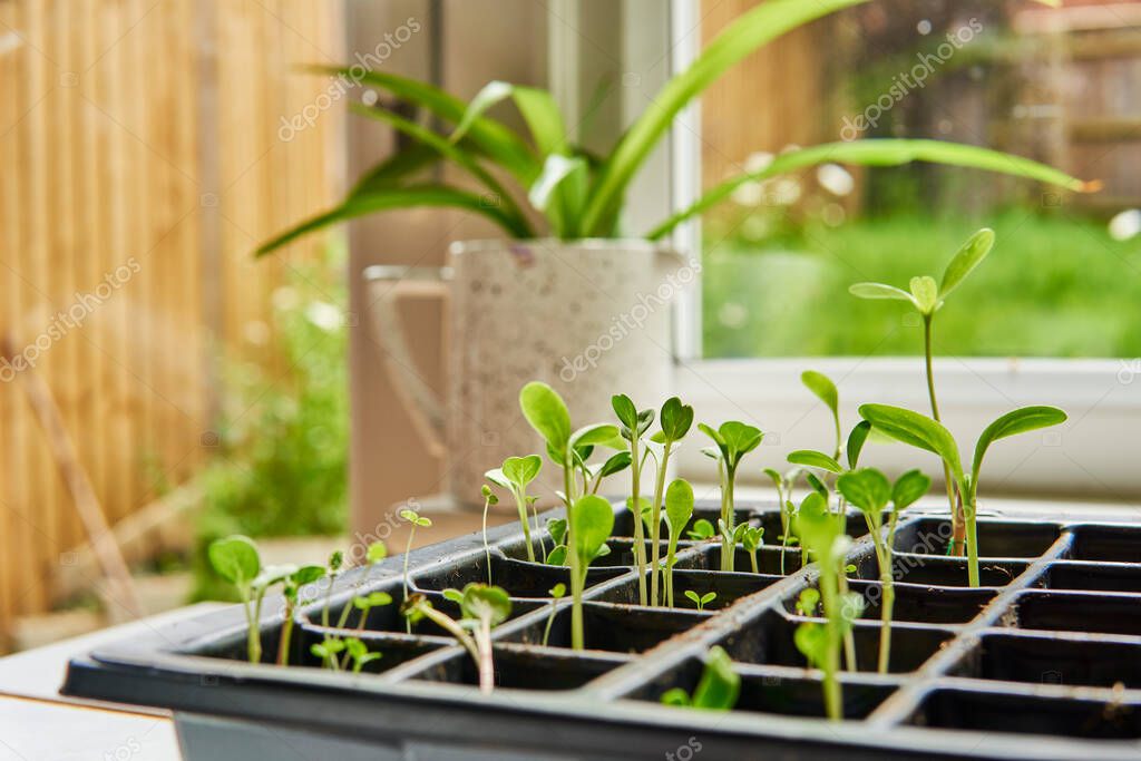 Las plantas jóvenes mezclan plántulas que crecen en una bandeja de propagación cerca de la ...