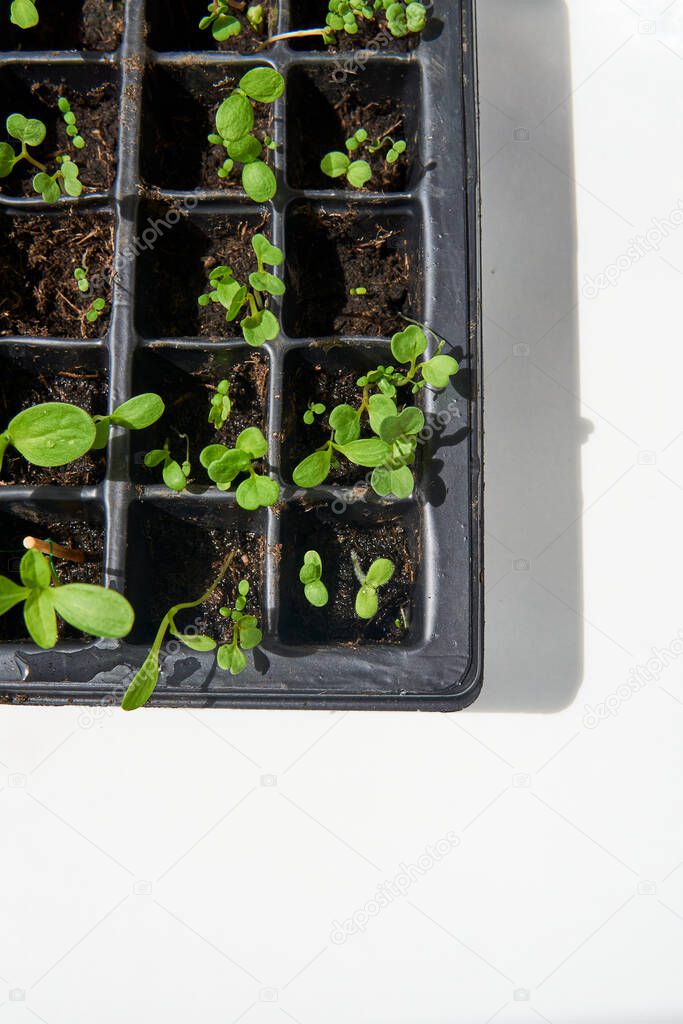 Las plantas jóvenes mezclan las plantas que crecen en la bandeja de la propagación cerca de la ...
